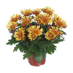 Chrysanthemum Embera | Product Featured on Thursd.com