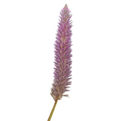 Matilda Ptilotus | Product Featured on Thursd.com
