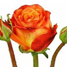 Rose Osiana - Thursd