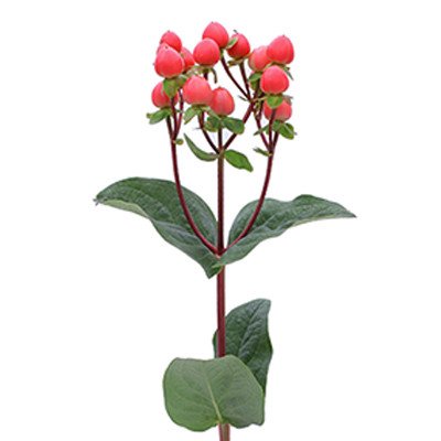 Hypericum Coco Rio | Product Featured on Thursd.com