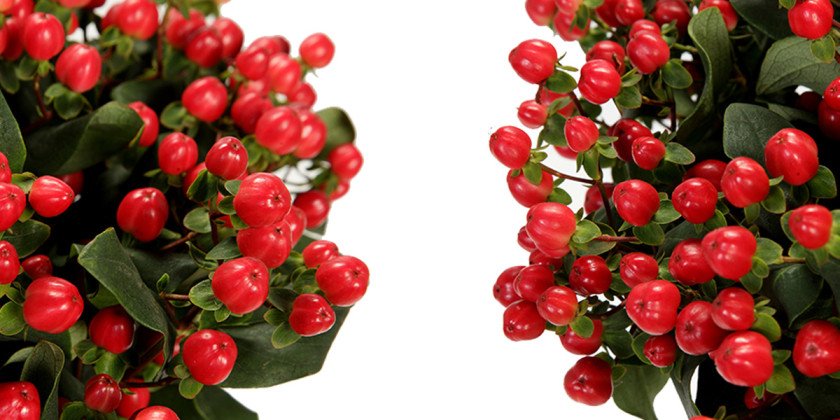 Hypericum Coco Tango | Product Featured on Thursd.com