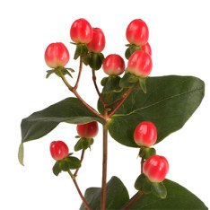Hypericum Coco Tango | Product Featured on Thursd.com