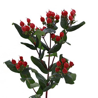 Hypericum Coco Diablo | Product Featured on Thursd.com