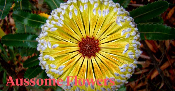 10 Cut Flowers From Australia Every Florist Wants