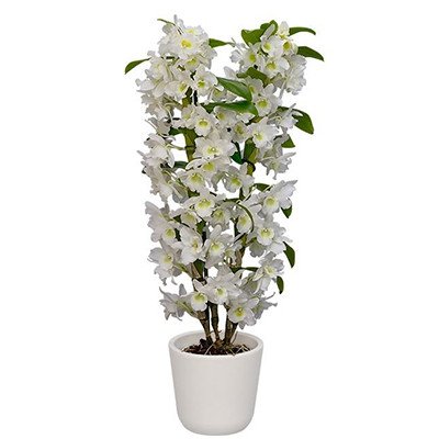 Dendrobium Nobile Spring Dream Apollon | Product on Thursd