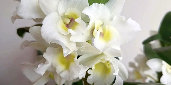 Dendrobium Nobile Spring Dream Apollon | Product on Thursd