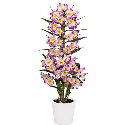 Dendrobium Nobile Spring Dream Kumiko | Product Featured on Thursd.com
