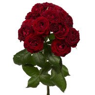 Spray Rose Red Sensation@