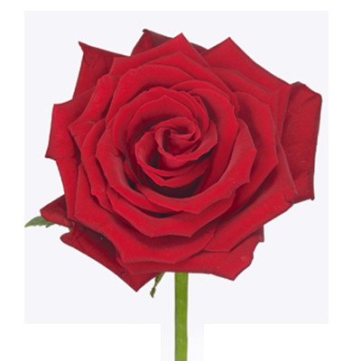 Rose Red Bentley | Product Featured on Thursd.com