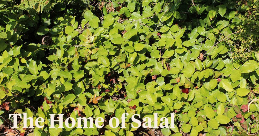 This Is Where Salal Comes From