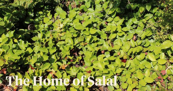OrcaGreen Salal Harvesting in the Pacific Northwest