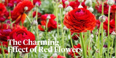 Impact of Red Flowers On Your Mood and its Significance