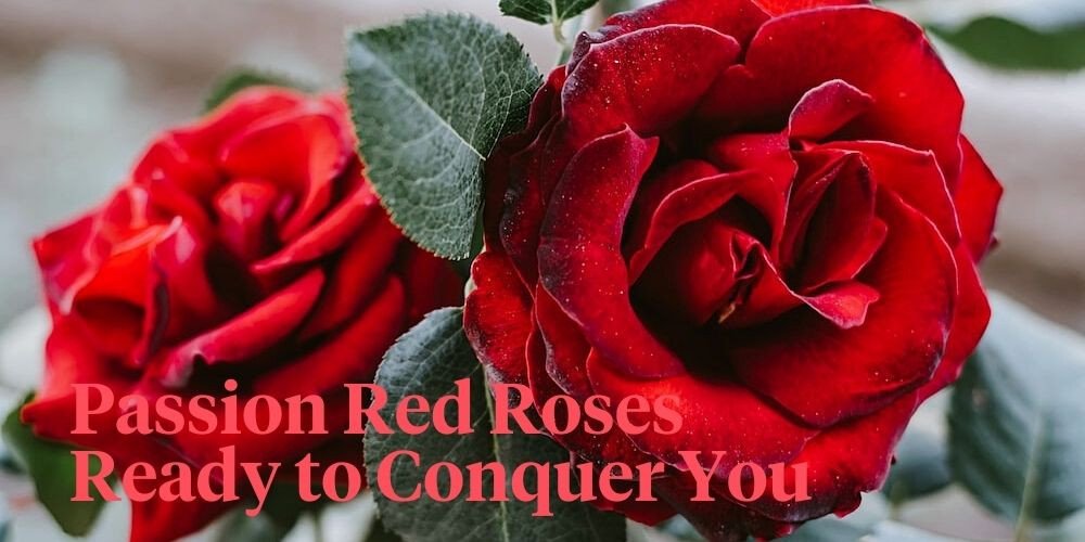 The 10 Best Roses in Passion Red Color