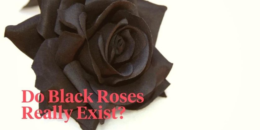 Black Roses - Do They Exist Naturally? - Article onThursd