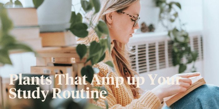 How Getting a Plant Will Help You Study