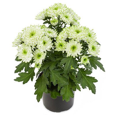Chrysanthemum Zembla Lime | Product Featured on Thursd.com