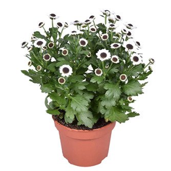 Chrysanthemum Santini Yin Yang | Product Featured on Thursd.com