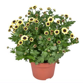 Chrysanthemum Santini Yin Yang Yellow | Product Featured on Thursd.com