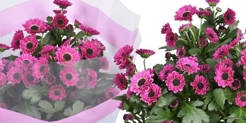 Chrysanthemum Santini Yin Yang Purple | Product Featured on Thursd.com