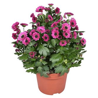 Chrysanthemum Santini Yin Yang Purple | Product Featured on Thursd.com