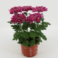 Chrysanthemum Zembla Desna | Product Featured on Thursd.com