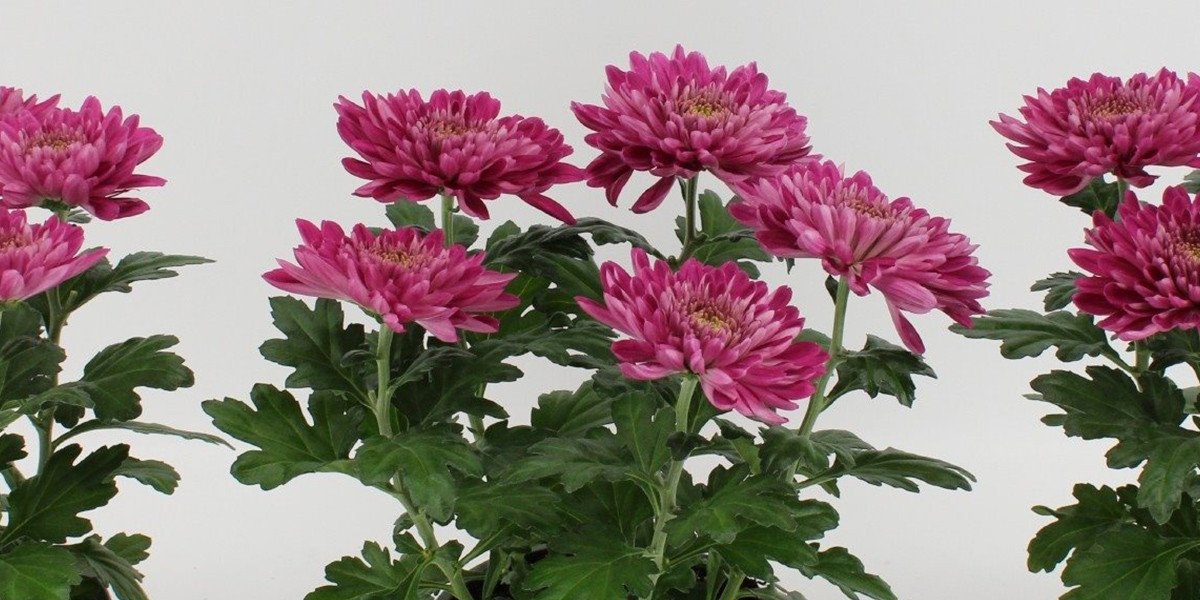 Chrysanthemum Zembla Desna | Product Featured on Thursd.com