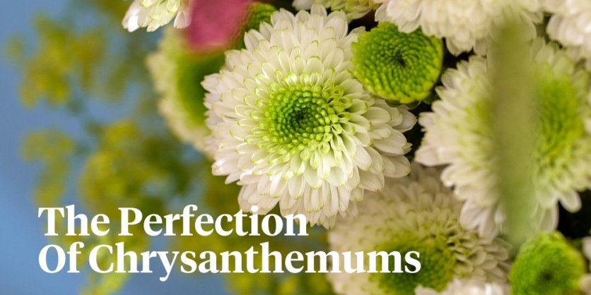 Sunny, Happy and Charming Santini Maverick