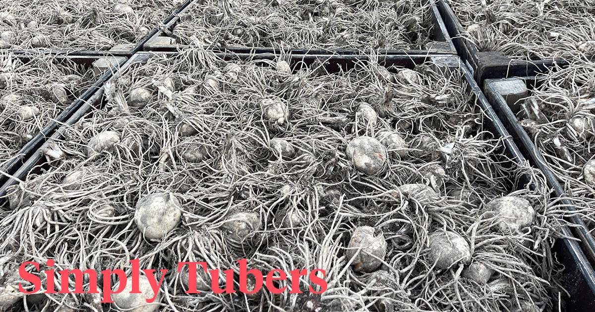 How Calla Tubers Are Harvested and Prepared for Trade