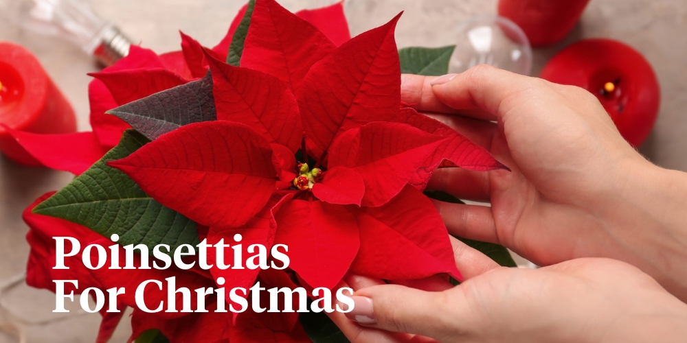Crazy About December Birth Flower Poinsettia