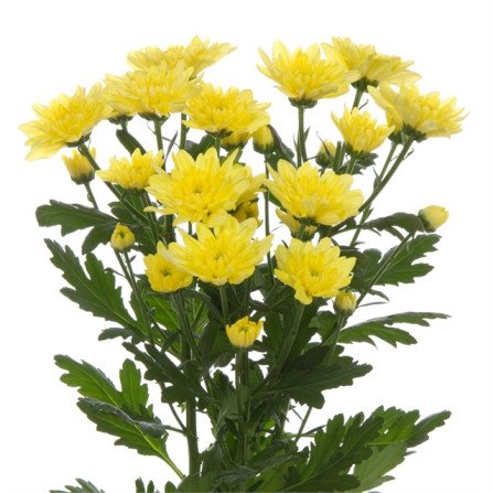 Chrysanthemum Baltica Yellow
