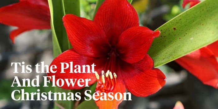 15 Popular Christmas Flowers and Plants for the Holidays
