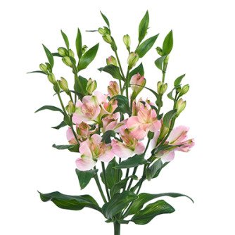 Charmelia Pink | Product on Thursd.com