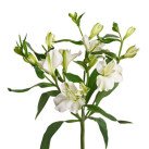 Charmelia Blanca