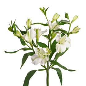 Charmelia Blanca