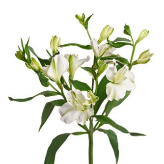 Charmelia Blanca