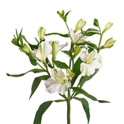 Charmelia Blanca