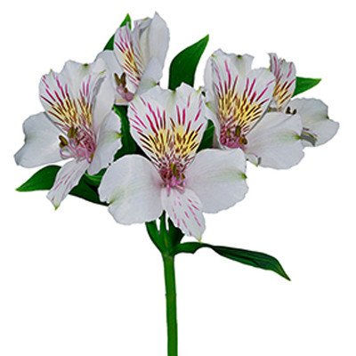 Alstroemeria Prestige - Product on Thursd