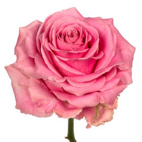 Rose Osiana - Product on Thursd