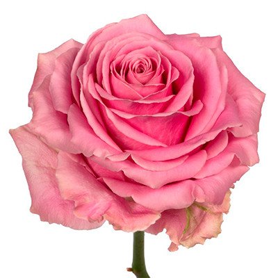 Rose Osiana - Product on Thursd