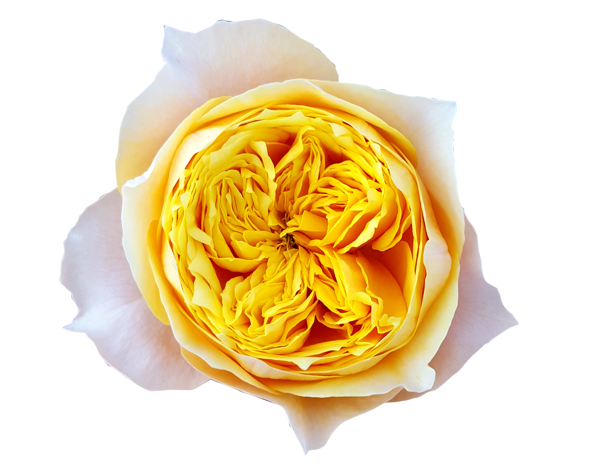 GASA GROUP Denmark - Thursd