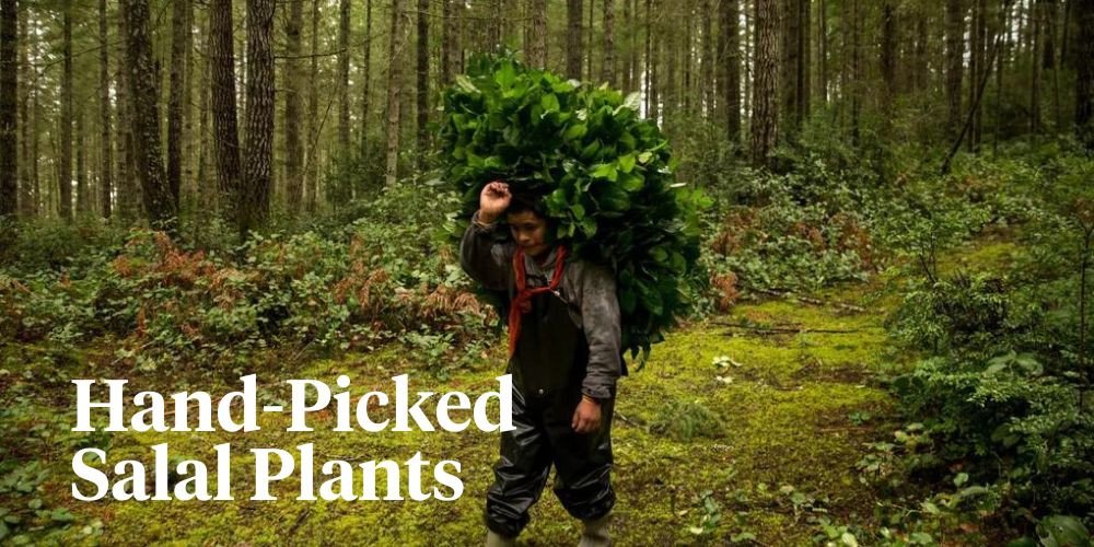 Salal Special - From the Forest to the Florist