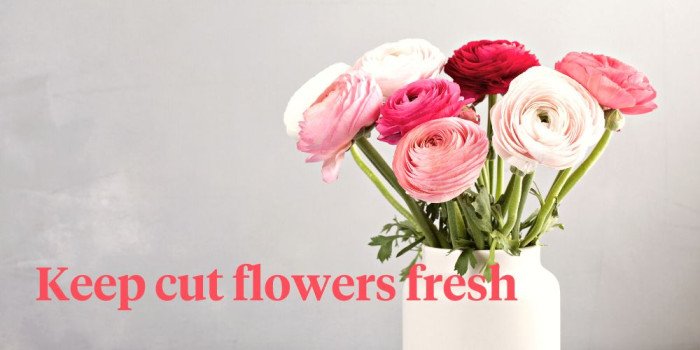 How to Keep Cut Flowers Fresh During Longer Display