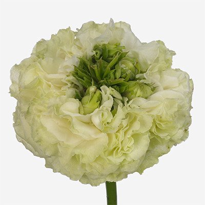 Rose Osiana - Product on Thursd