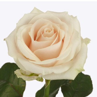 Rose Lovely Avalanche+