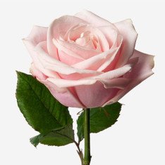 Rose Sweet Avalanche+ - Product on Thursd