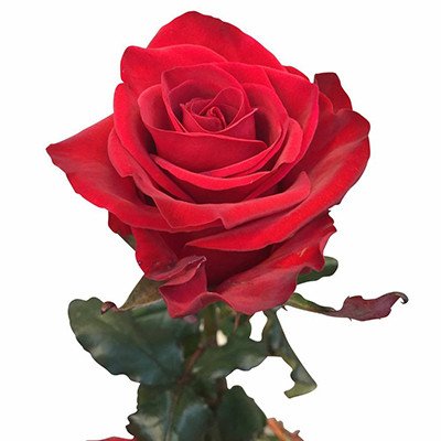 Rose Red Eagle | Product Featured on Thursd.com