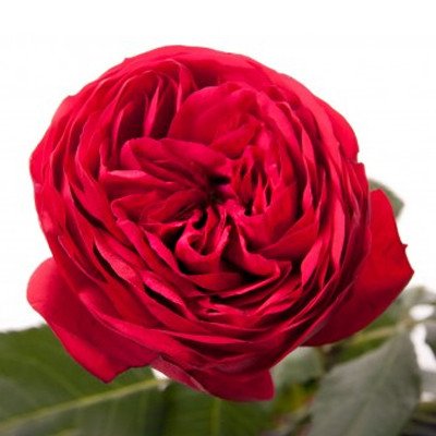 Spray Rose Antigua - Thursd