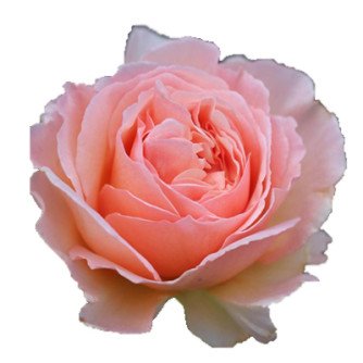 Rose Osiana - Product on Thursd