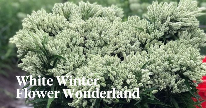 Wonderful White Flowers Give a Very Winter-Like Impression