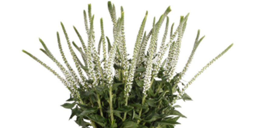 Veronica Smart Jewel